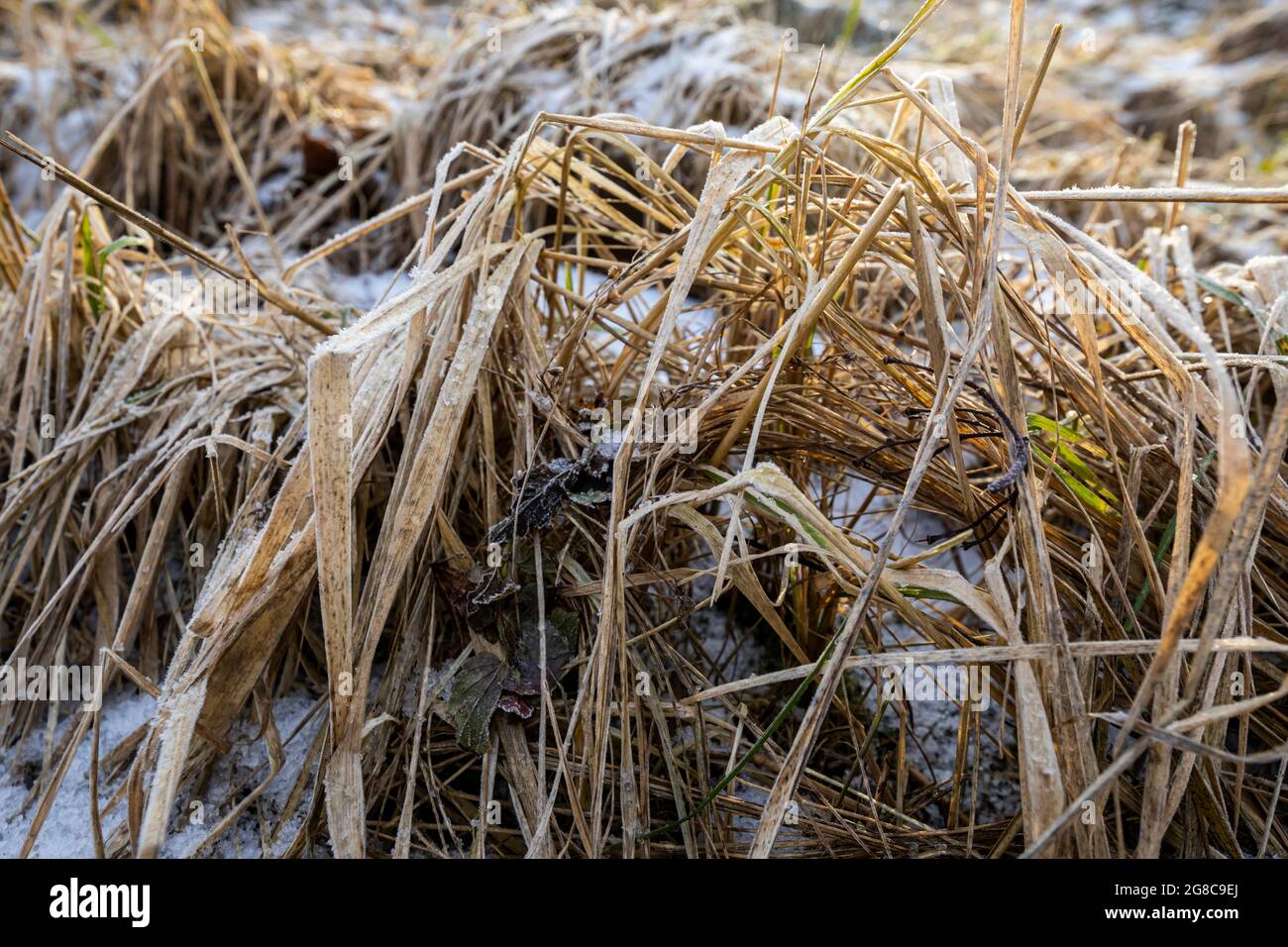 Yellow withered grass covered with snow in an early spring morning ...