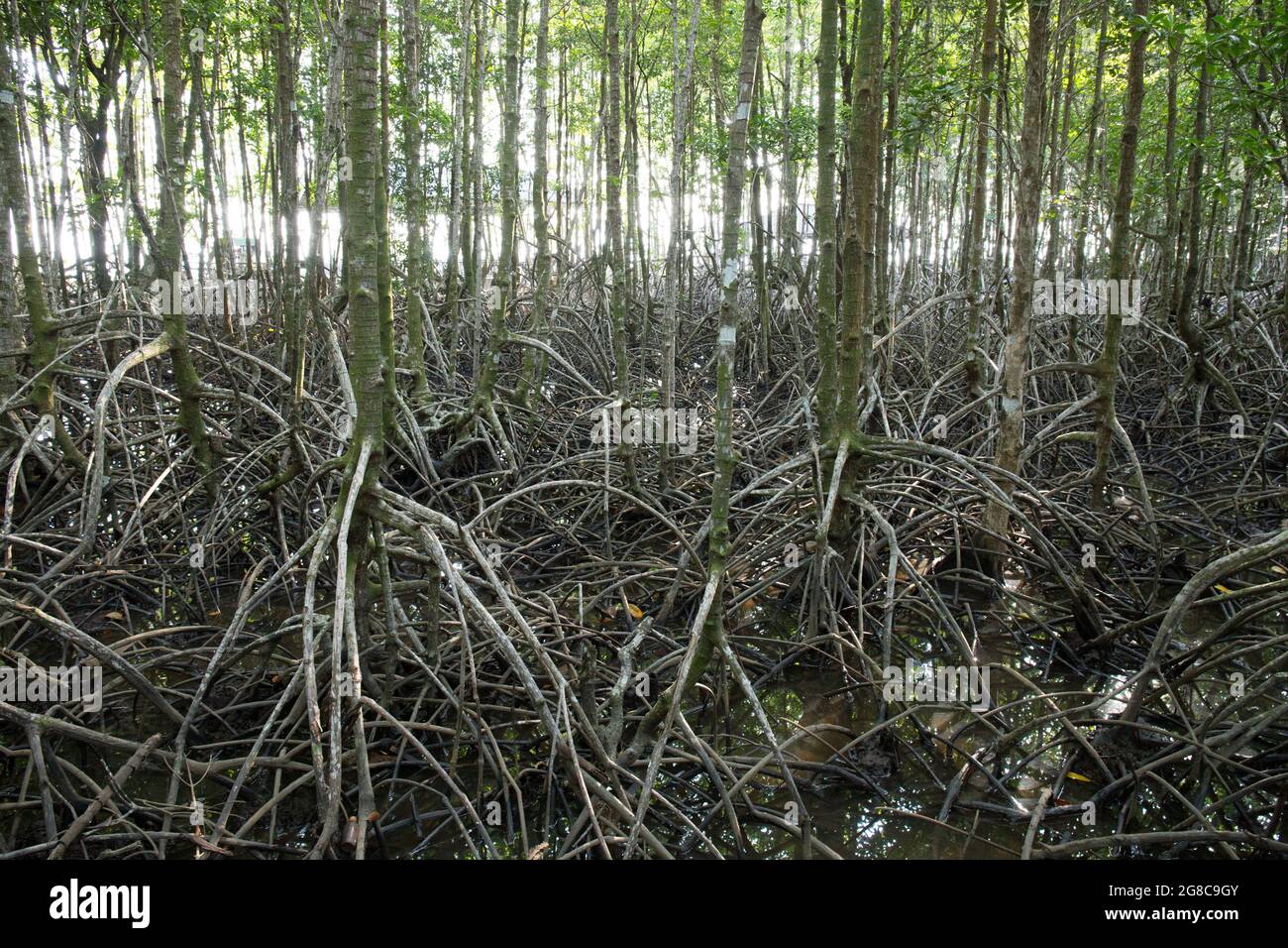 Mangrove tree roots low tide hi-res stock photography and images - Alamy