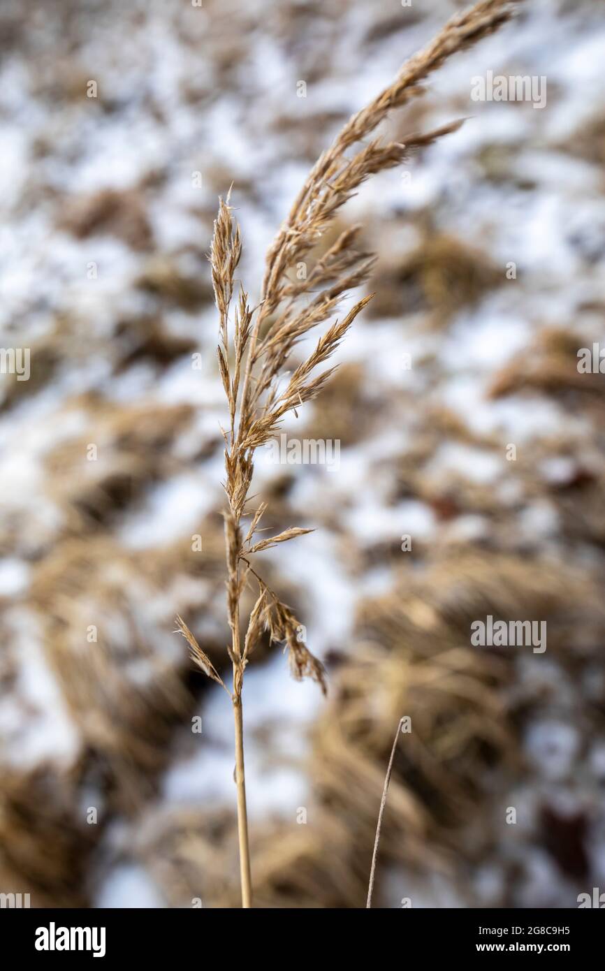 Yellow withered grass covered with snow in an early spring morning ...