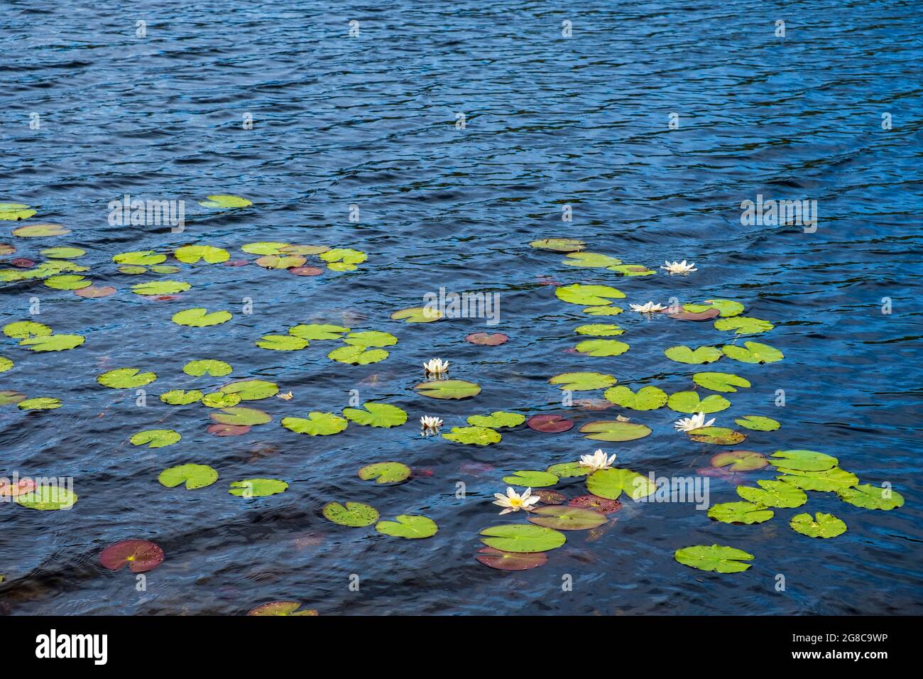 Floating lily flowers hi-res stock photography and images - Alamy