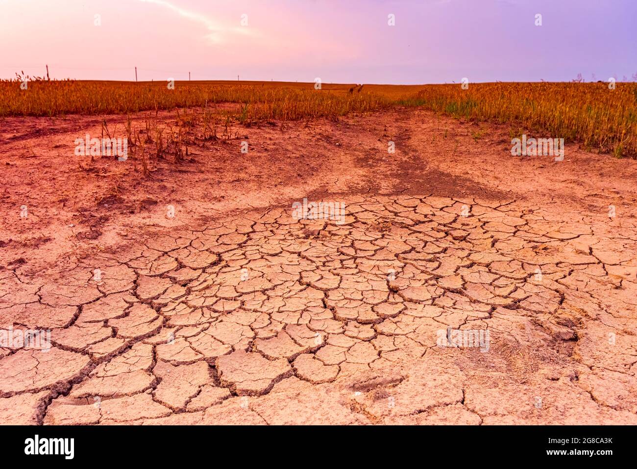 Warm dry cracked land with dead cropps, climate change concept with ...