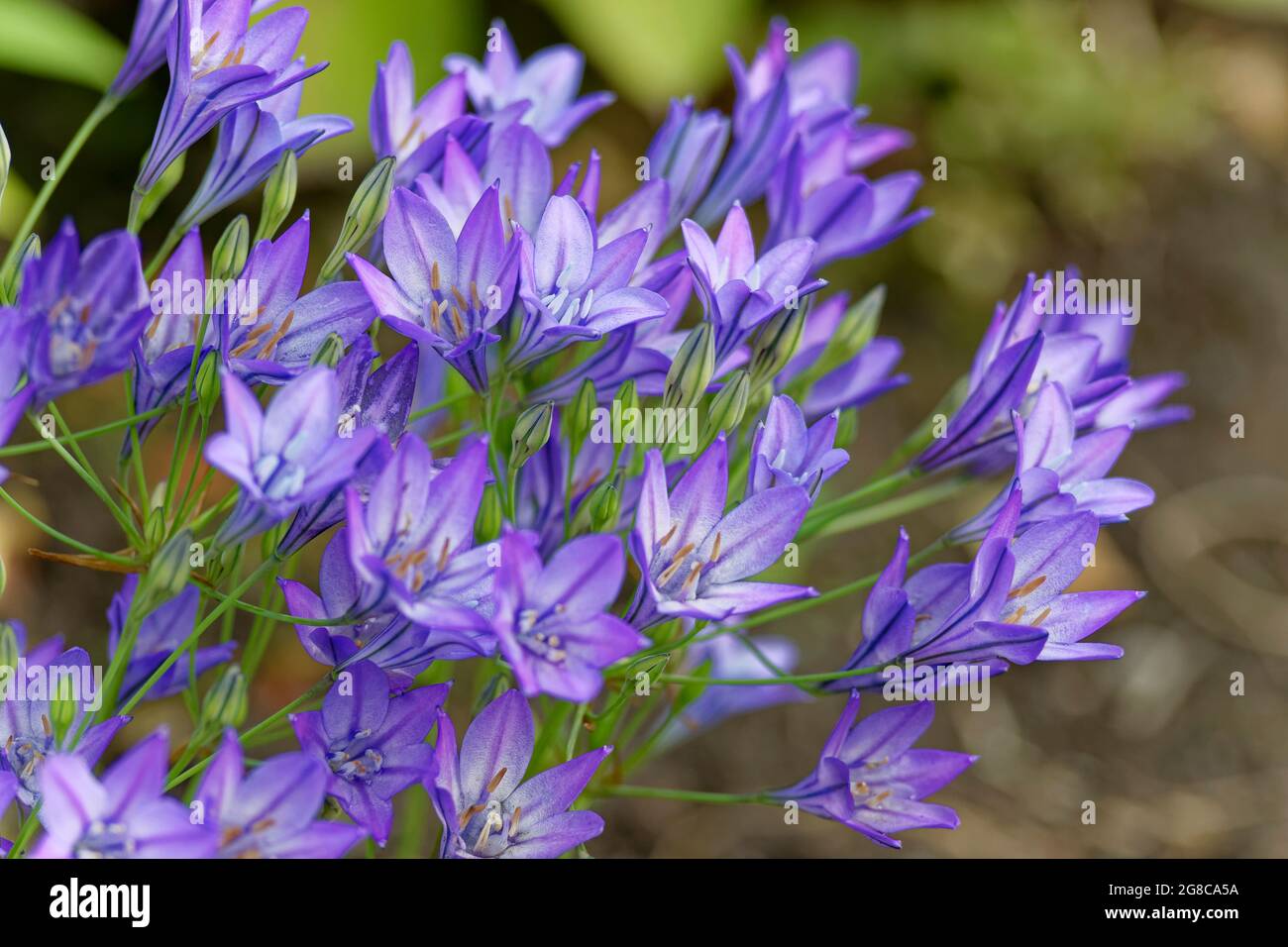 Blue Harebell flowers Stock Photo - Alamy