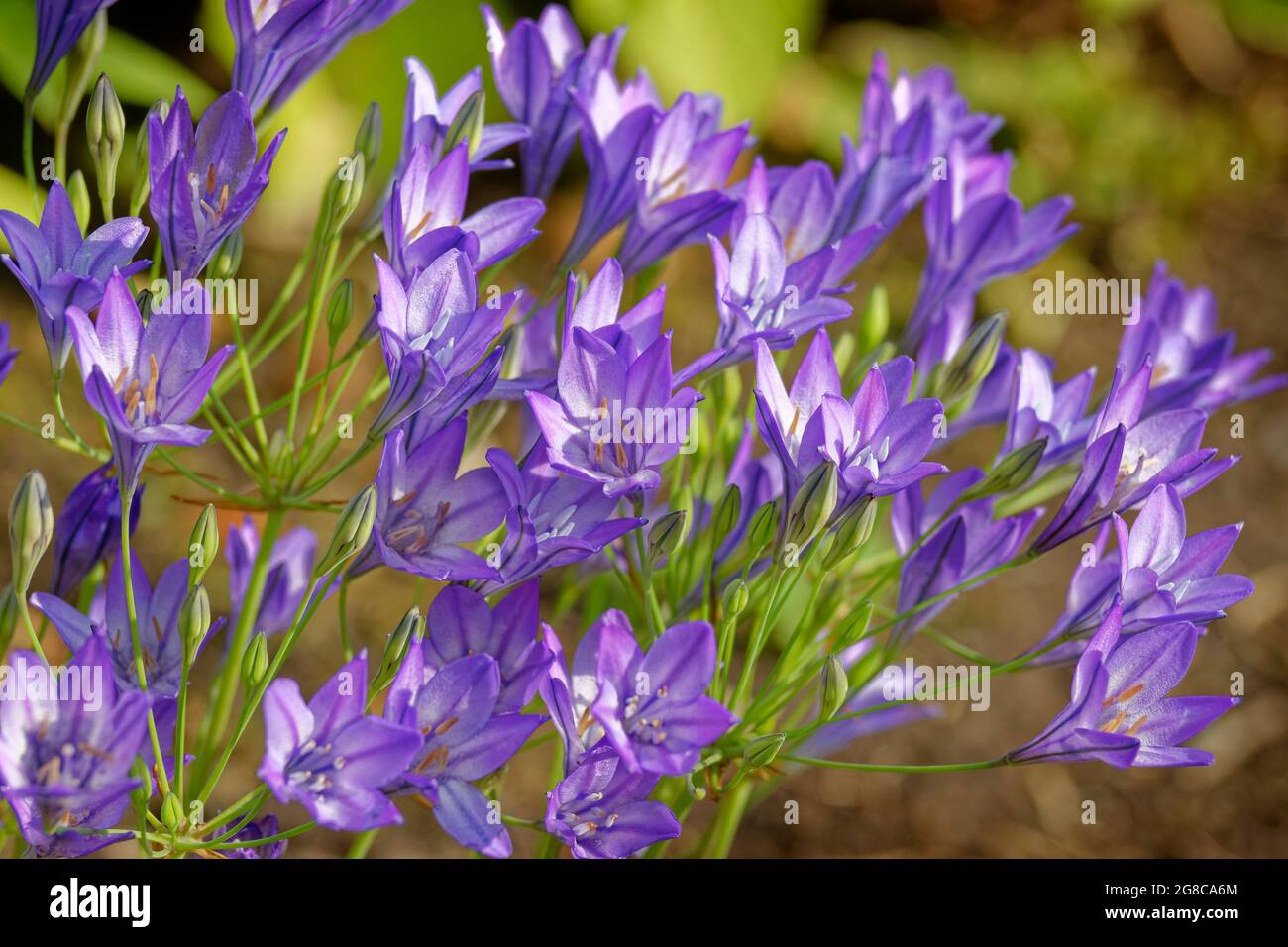 Blue Harebell flowers Stock Photo - Alamy