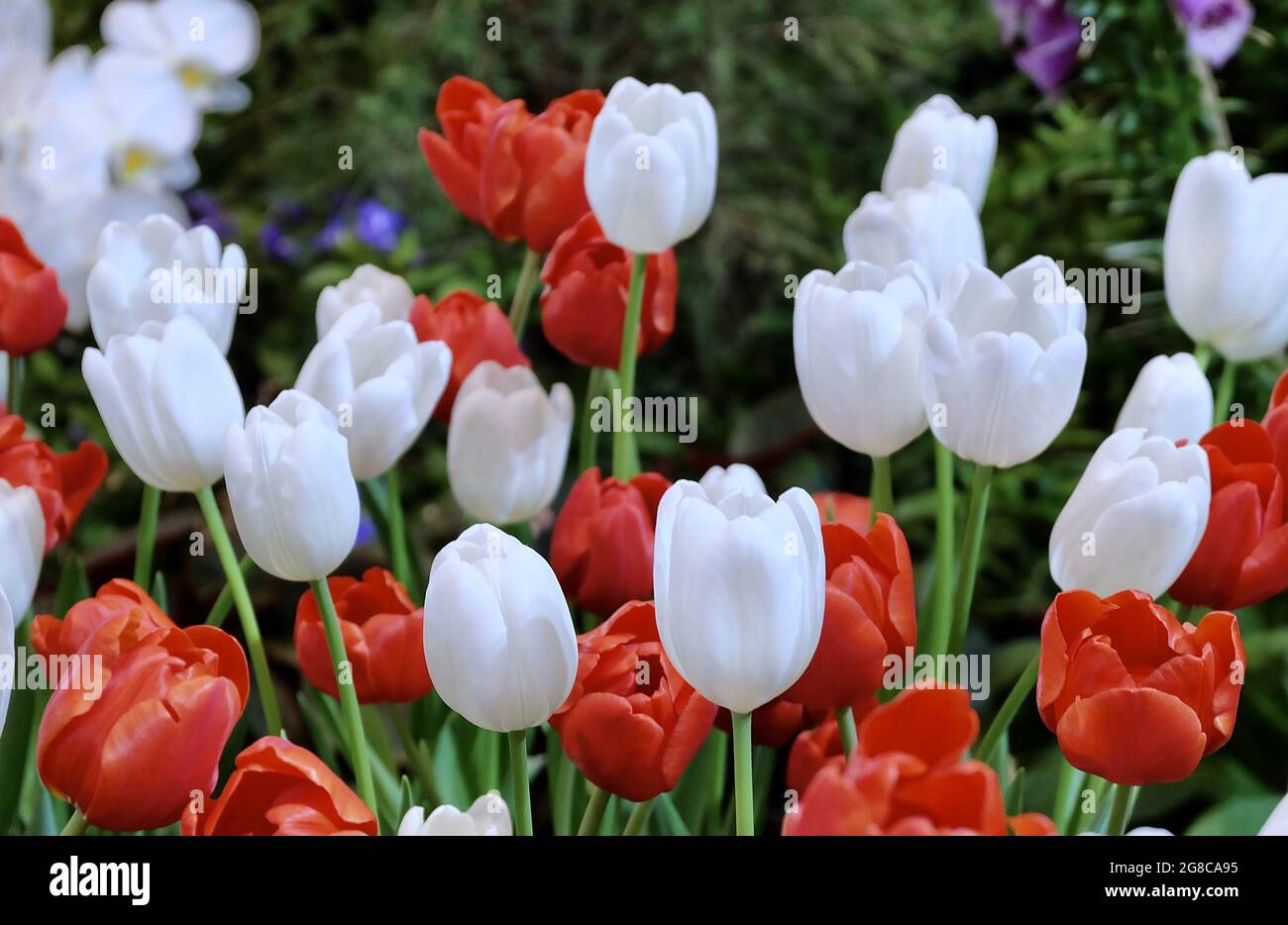 Beautiful Flower, Lovely White and Red Tulip Flowers in A Greenhouse ...
