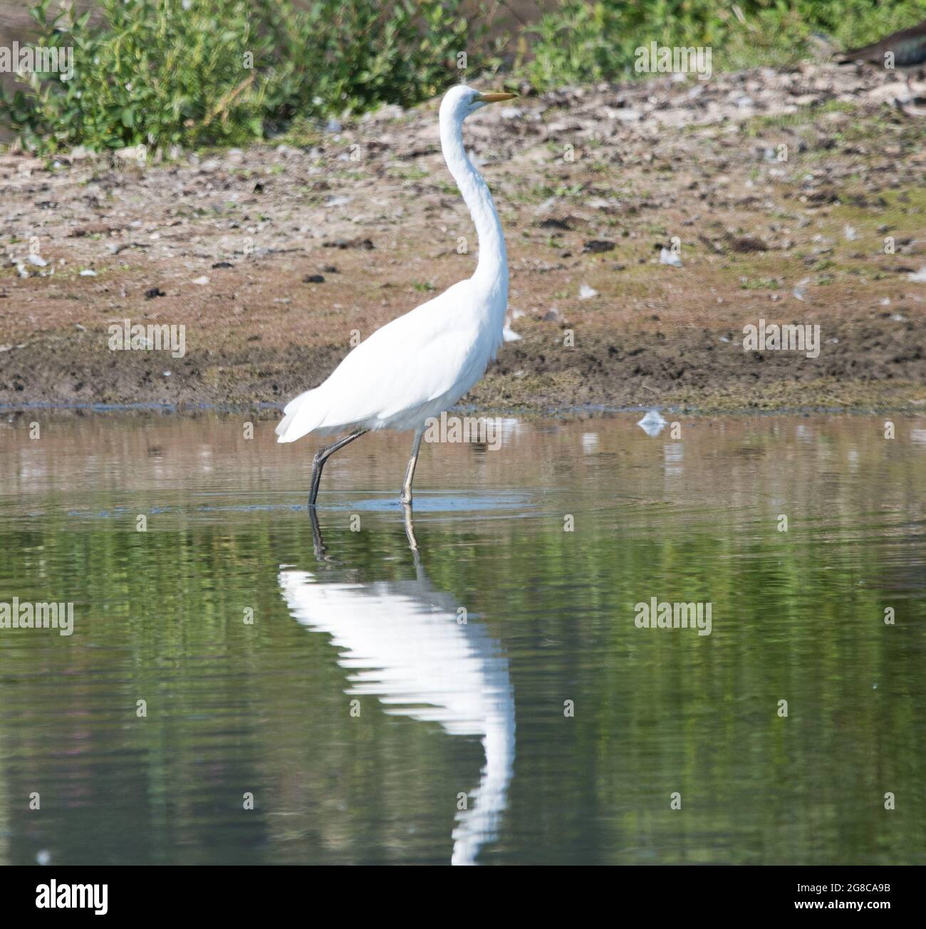 Nature ardea alba hi-res stock photography and images - Alamy