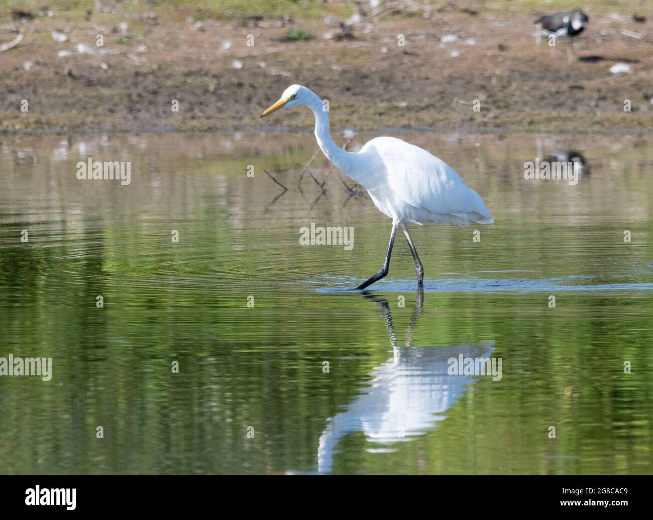 Nature ardea alba hi-res stock photography and images - Alamy