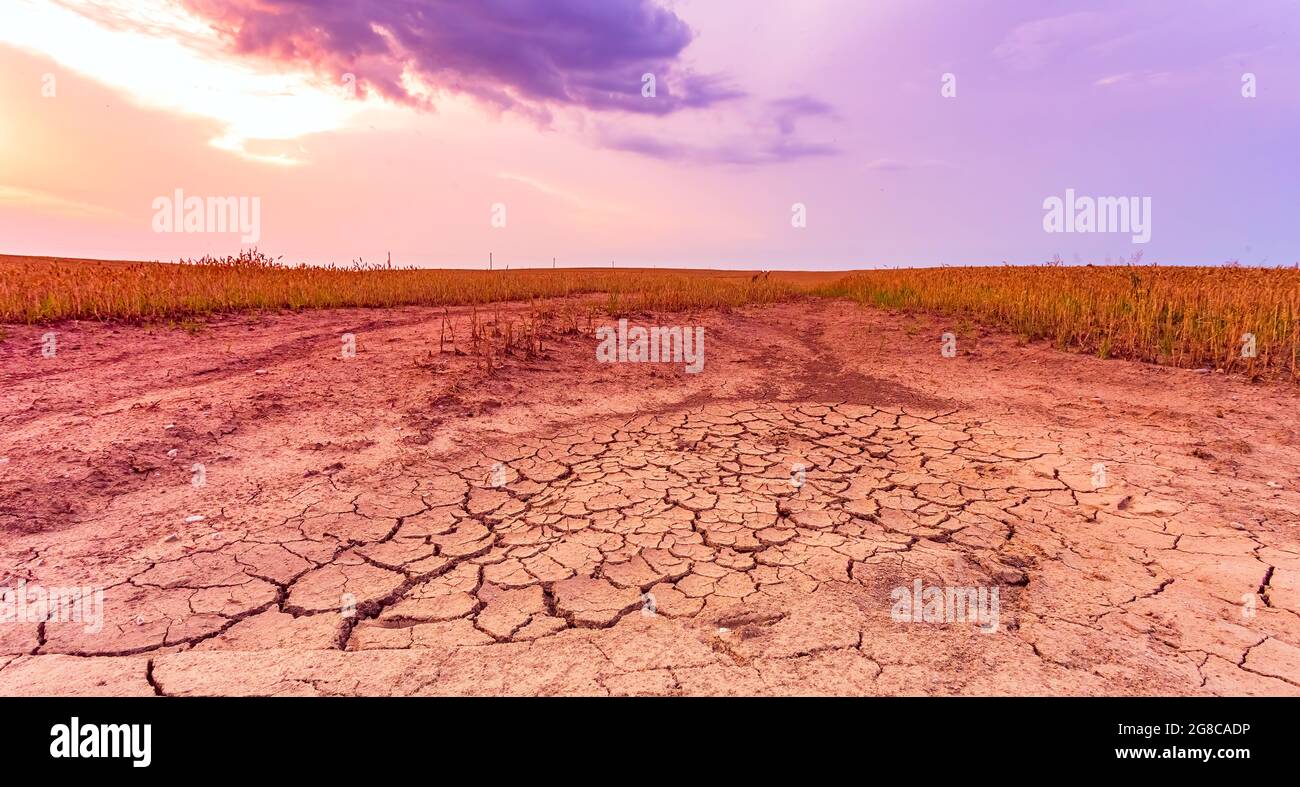 Warm dry cracked land with dead cropps, climate change concept with ...