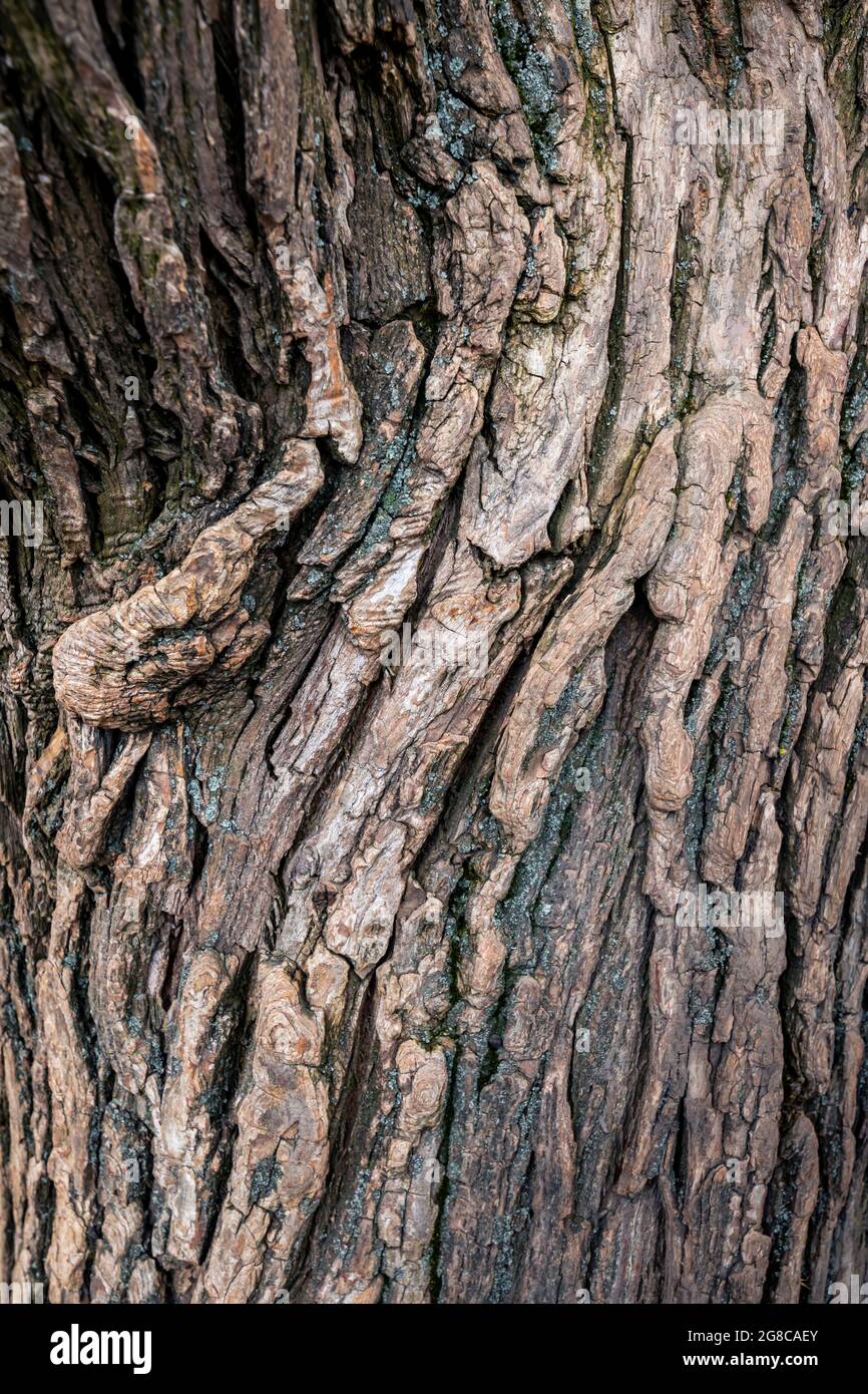 Trunk of an old willow tree with wrinkled bark Stock Photo - Alamy