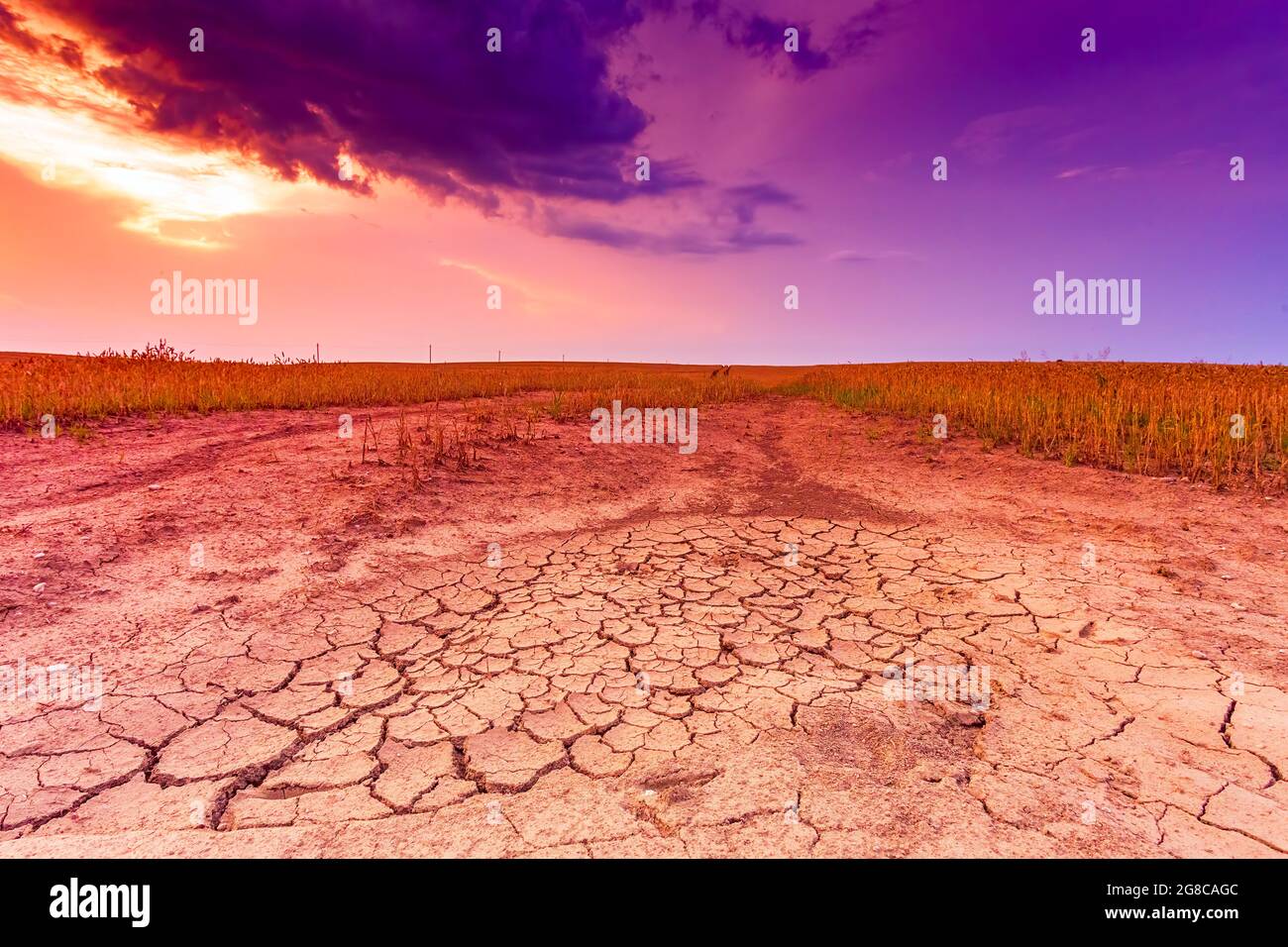 Warm dry cracked land with dead cropps, climate change concept with ...
