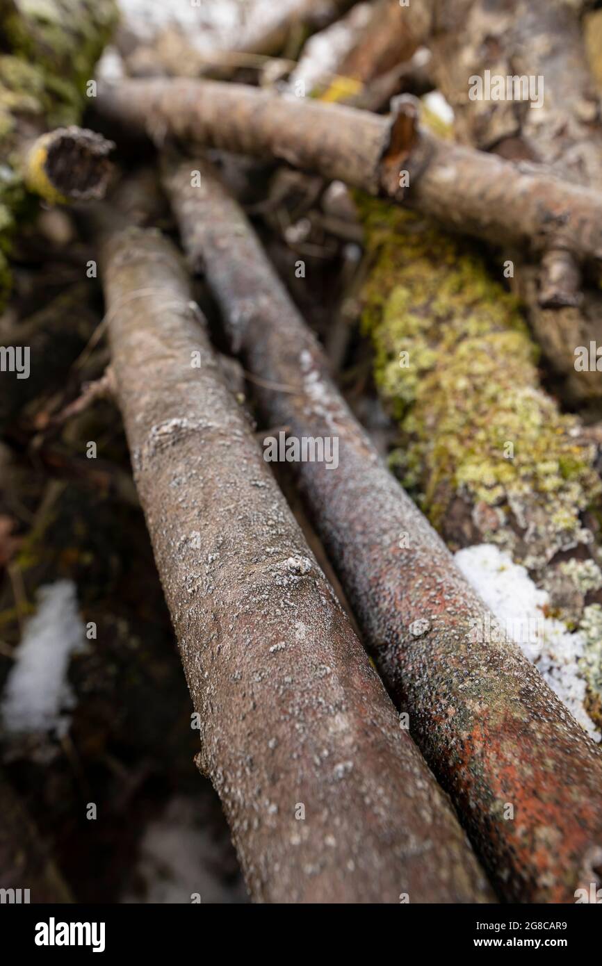 A pile of cut down trees covered with frost. Early spring Stock Photo ...