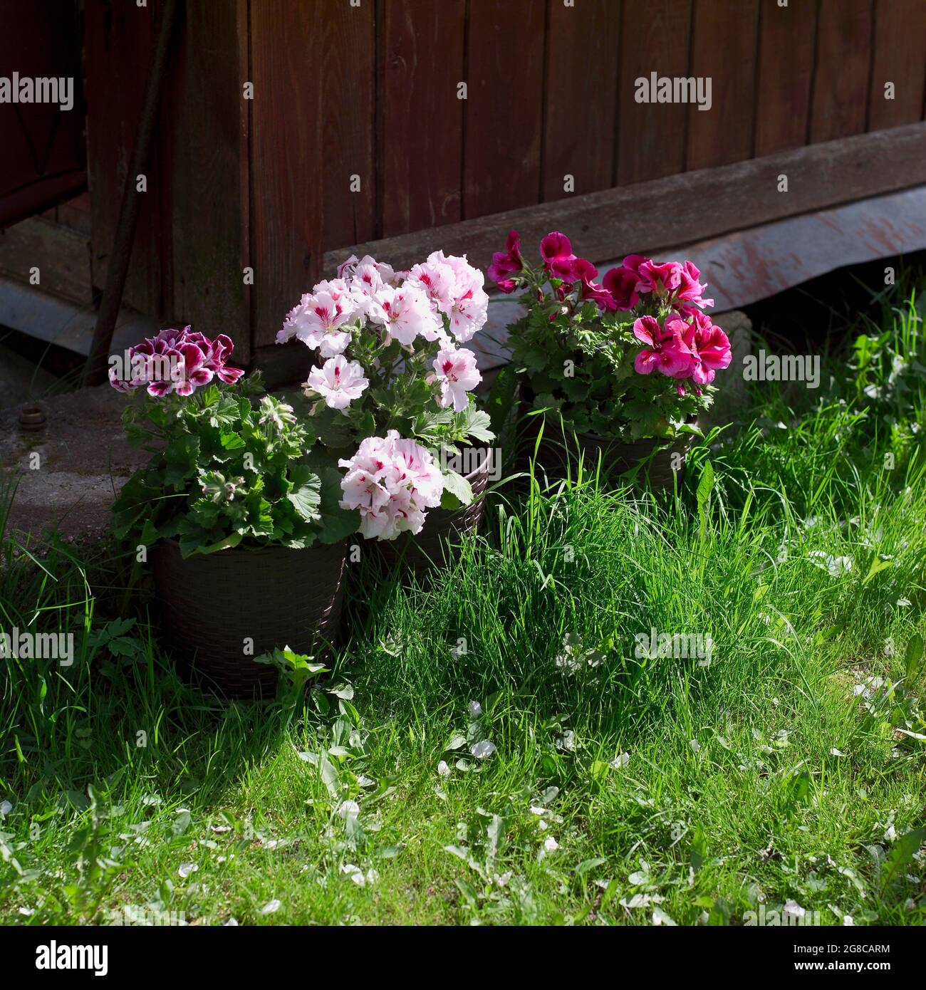 Geranium flower pots hi-res stock photography and images - Alamy