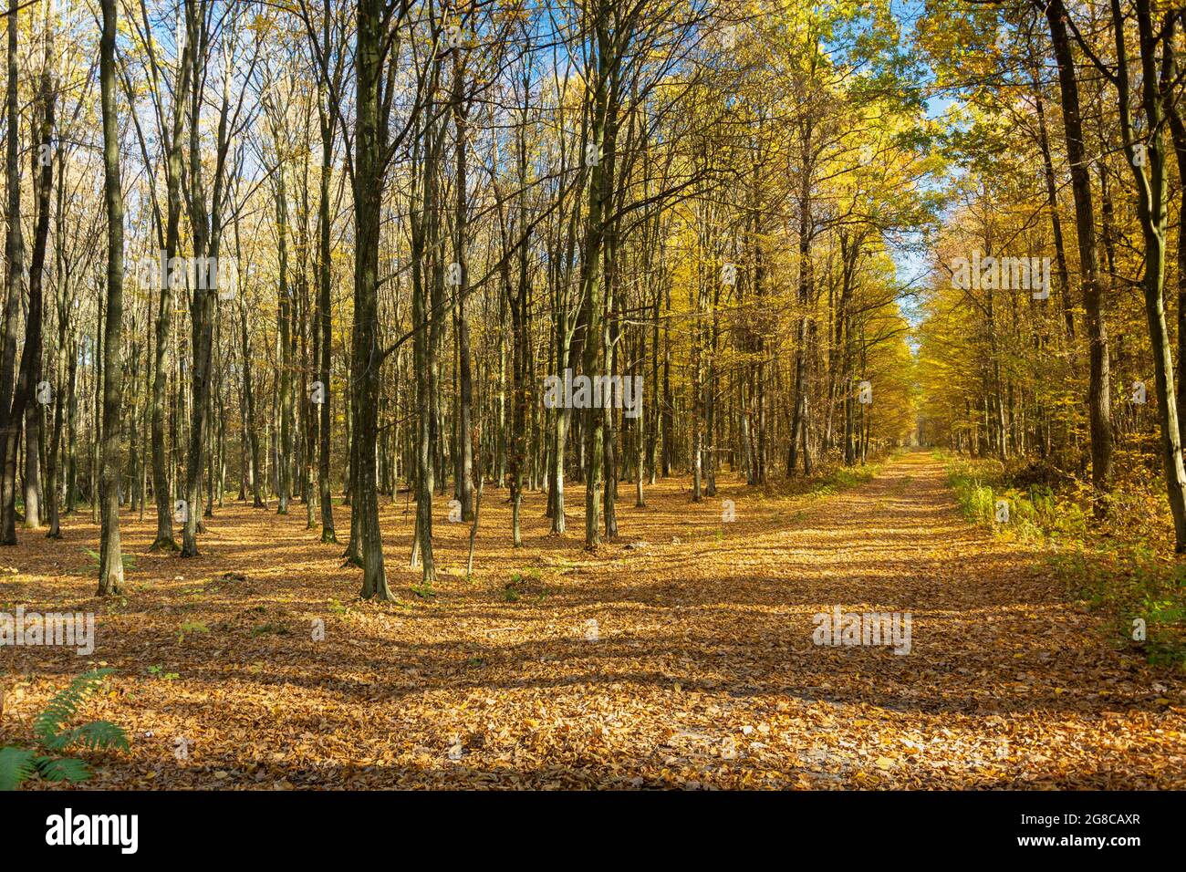 Autumn in forest october hi-res stock photography and images - Alamy