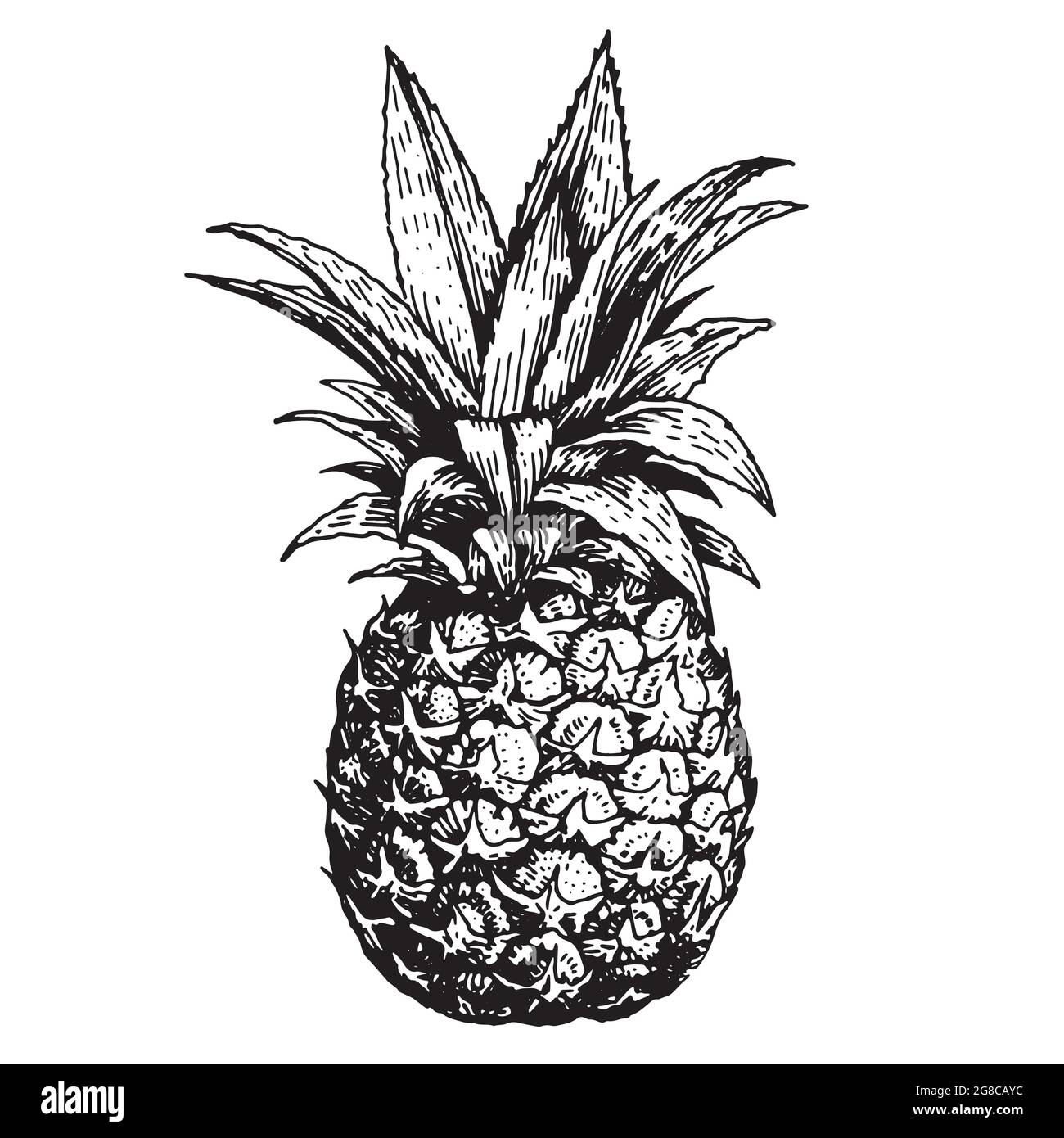 Vector hand drawn sketch pineapple. Tropical summer fruit engraved ...