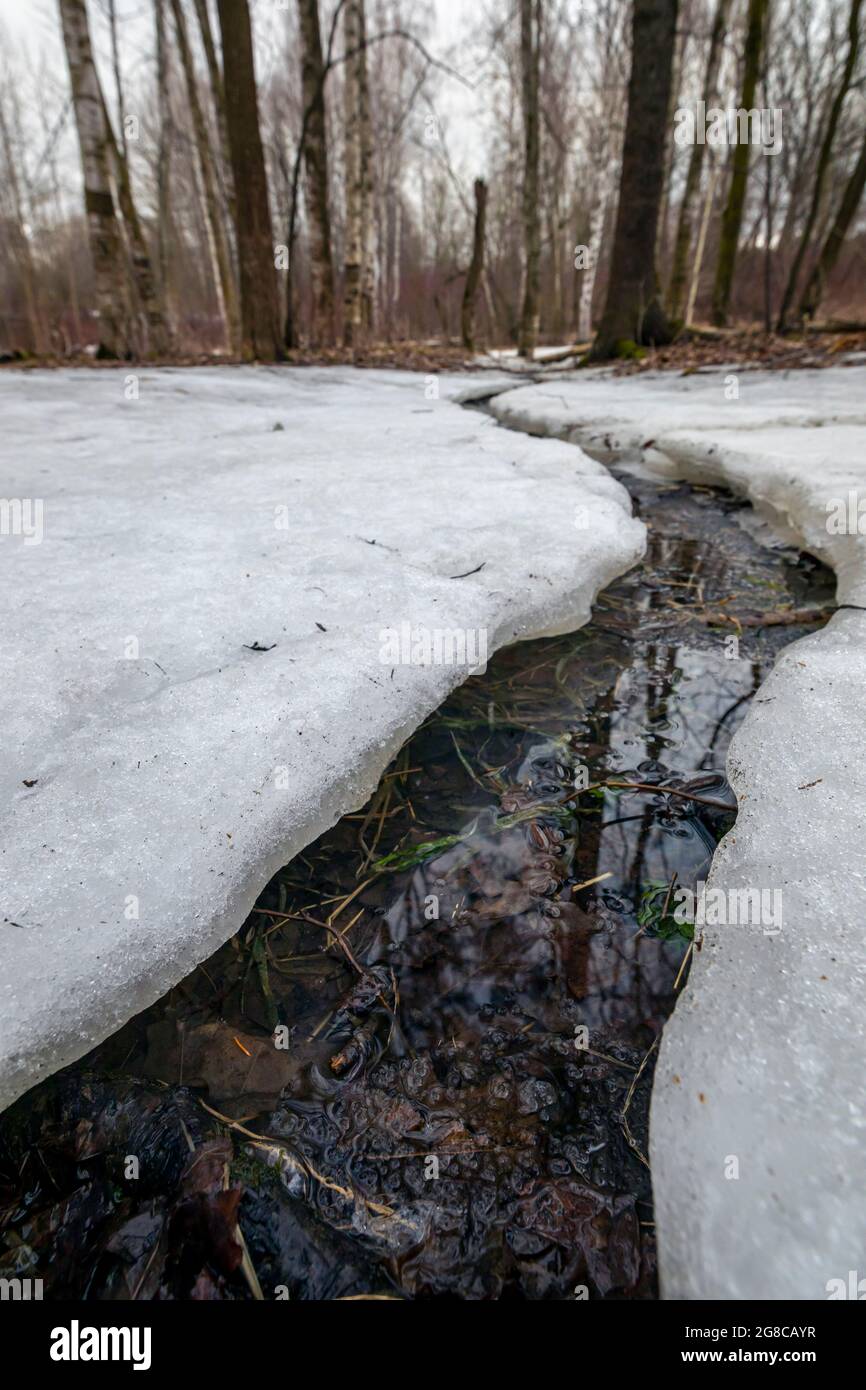 A thin stream with melt water in the forest. Early spring with remnants of snow and ice Stock ...