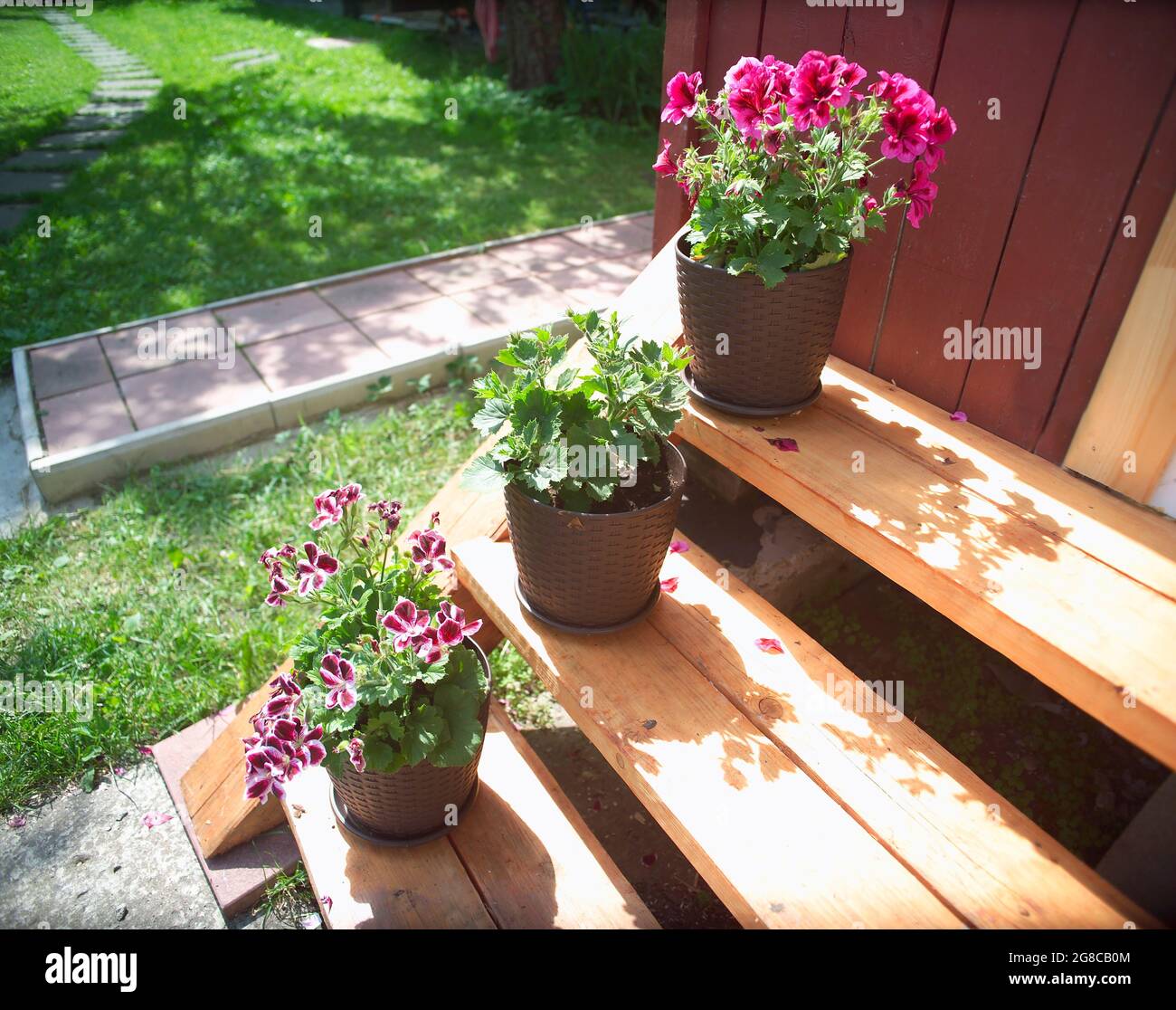 House entry porch steps decorated with geranium in pots Stock Photo - Alamy