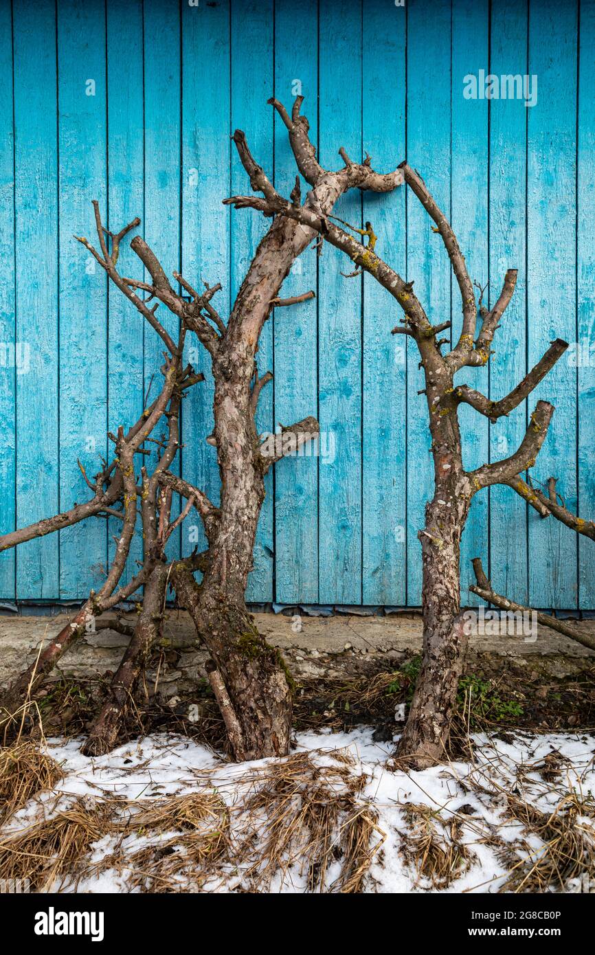 Large tree branches stacked near a house. Early spring with remnants of ...