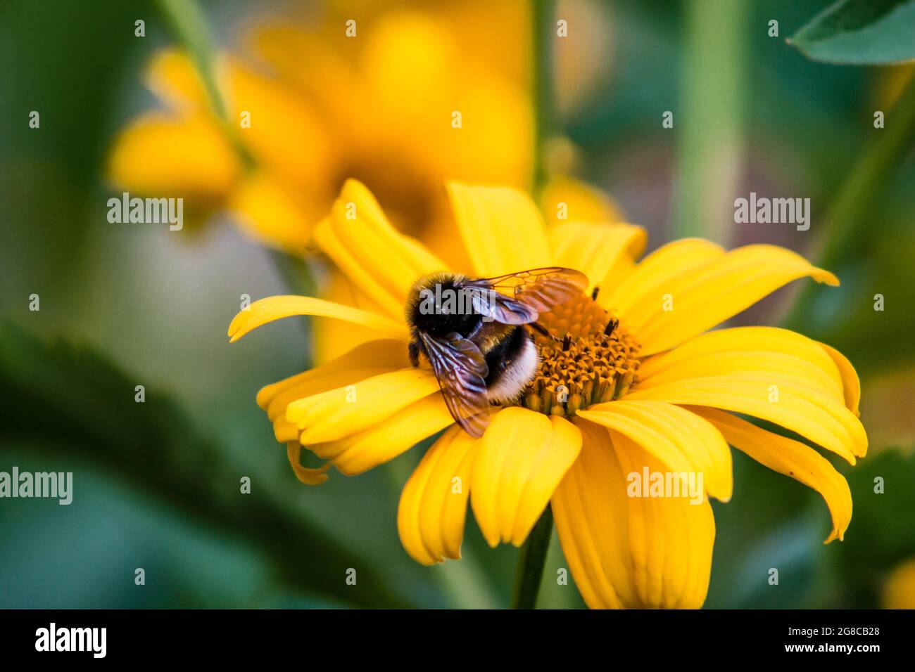 Bumblebee beetle hi-res stock photography and images - Alamy
