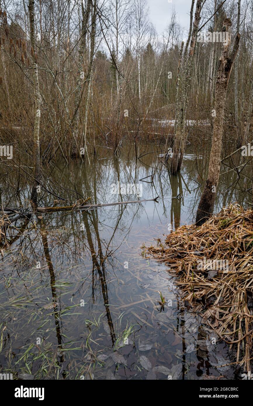 Spring wetland forest with trees and grass in a water. Raised forest ...