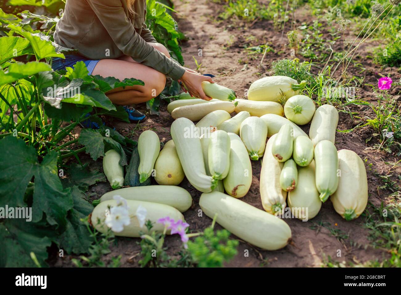 Woman gardener harvesting zucchini in summer garden, picking and ...