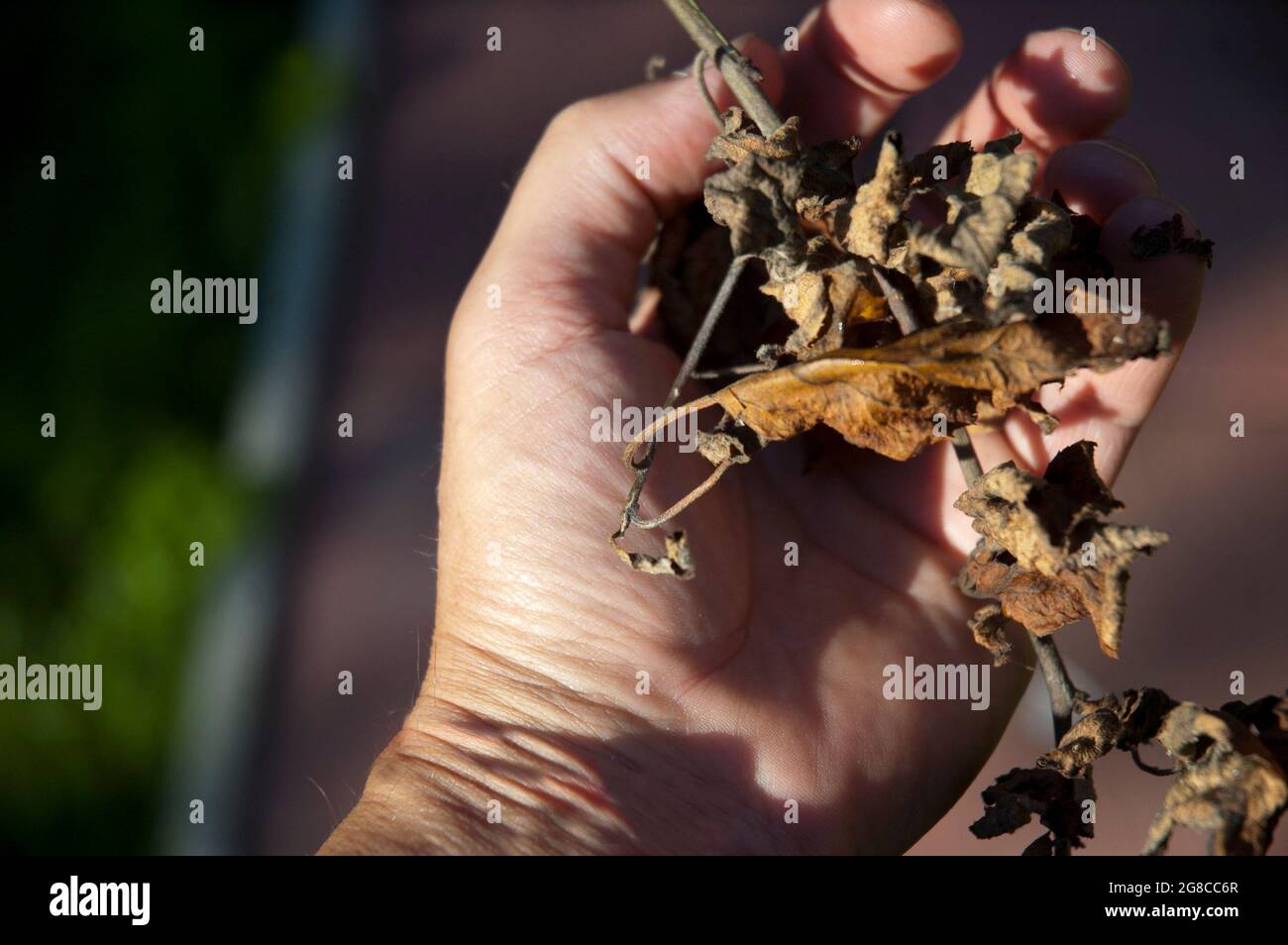 Hand and branch hi-res stock photography and images - Alamy