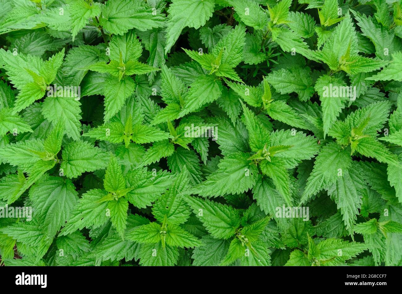 Urtica dioica, stinging nettles with green leaves, view from directly ...