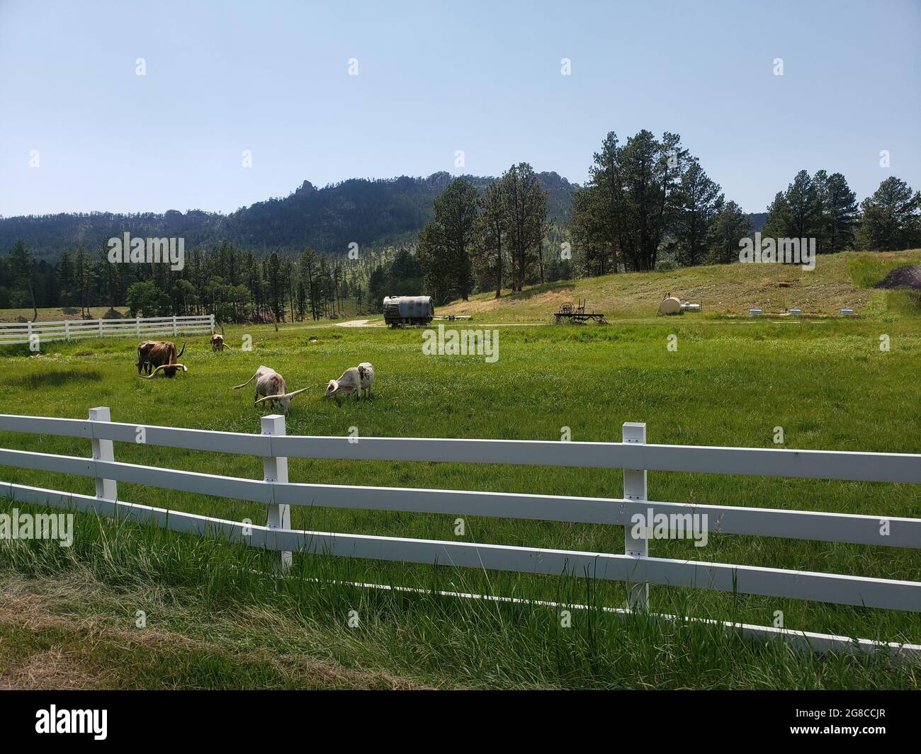 Green longhorns hi-res stock photography and images - Alamy