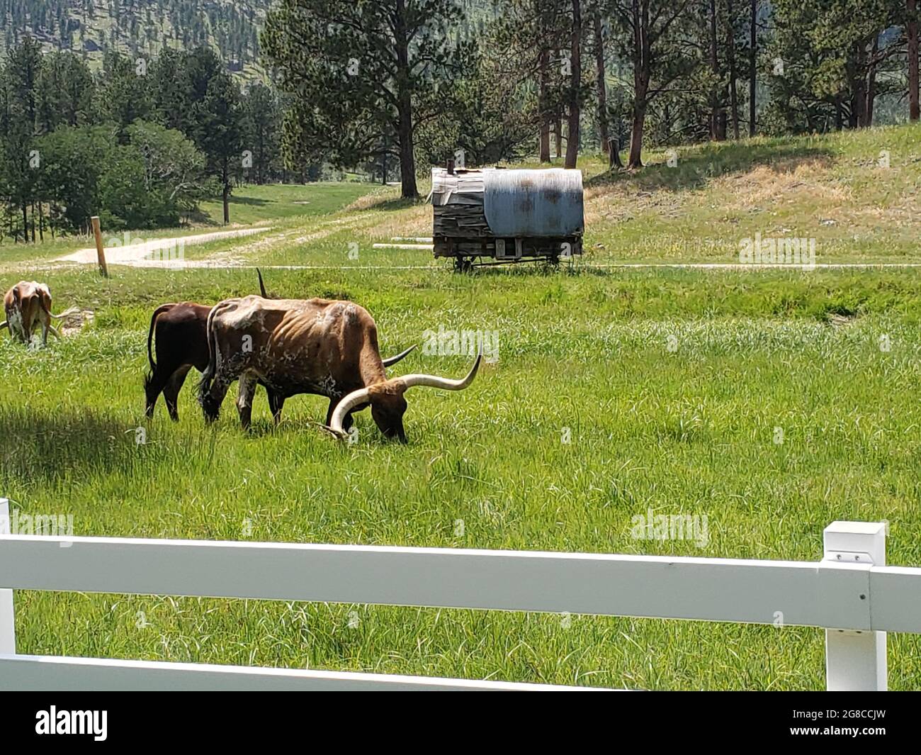 A herd of longhorns hi-res stock photography and images - Alamy