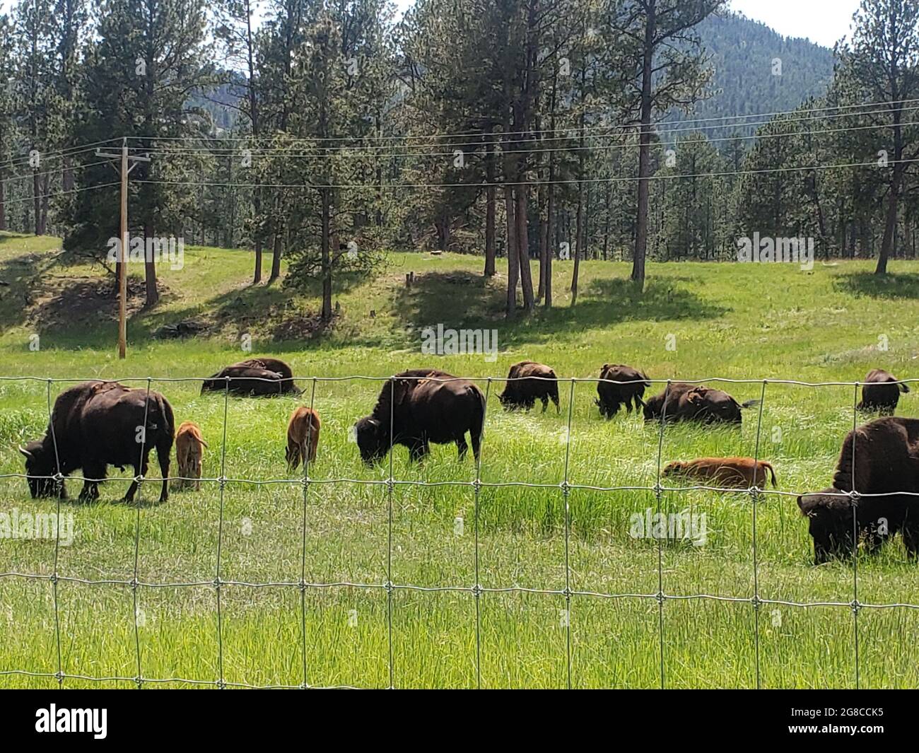 Bison Grazing on a Farm in Summer Stock Photo - Alamy