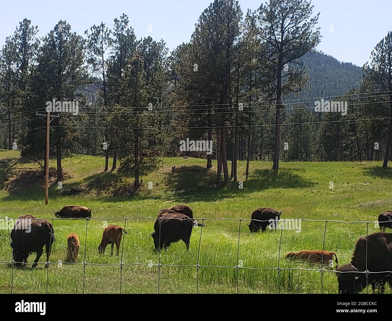 Bison Grazing on a Farm in Summer Stock Photo - Alamy