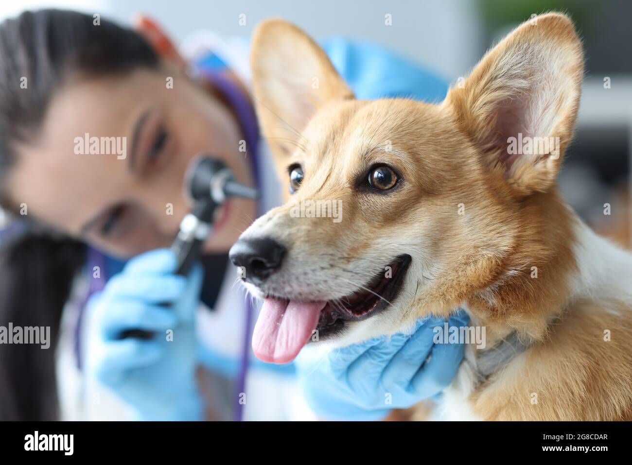 Veterinarian examines dog ears with otoscope closeup Stock Photo - Alamy