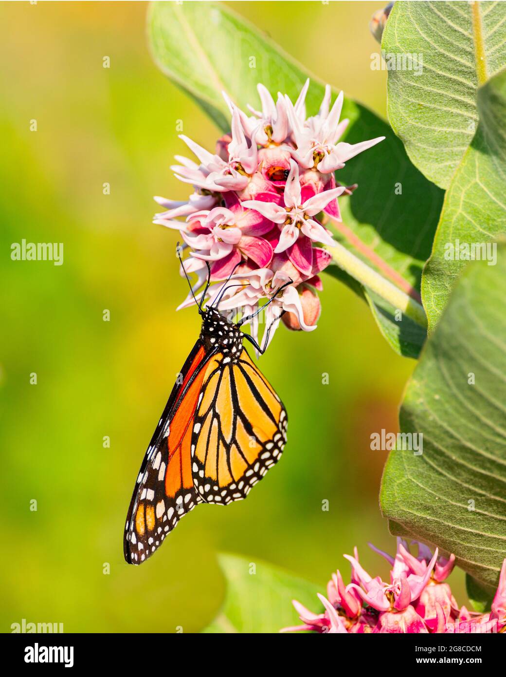 A monarch butterfly sips nectar from a milkweed flower Stock Photo - Alamy