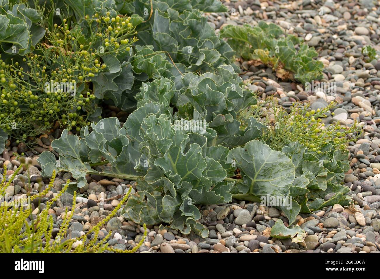 Used long ago as a vegetable to bolster Vitamin intake before citrus ...
