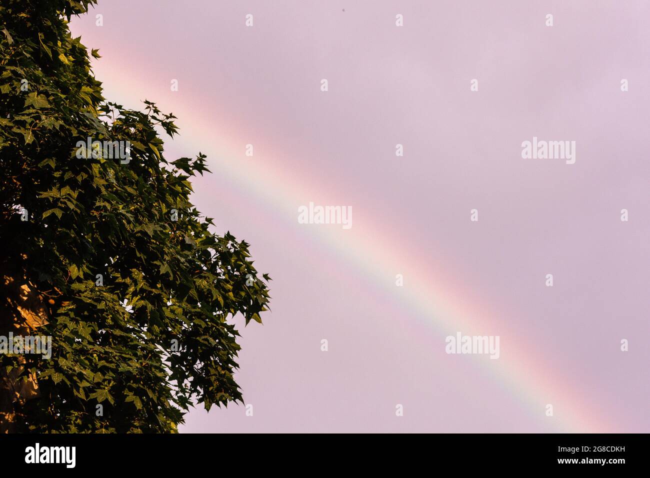 rainbow after rain tree nature beautiful phenomenon .concept nature ...