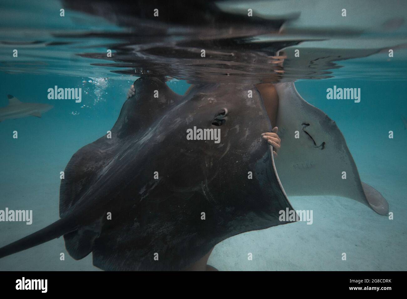 The stingrays showed how they can be pushy friends sometimes. MOOREA ...