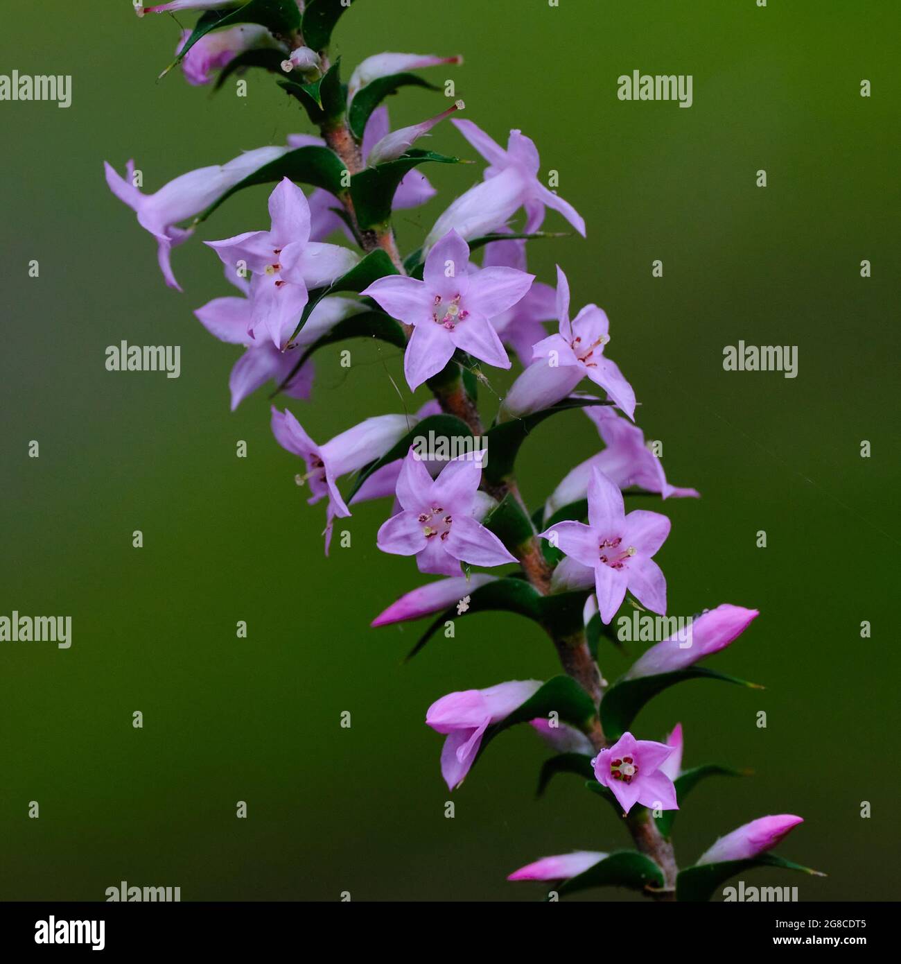 Port Jackson Heath Stock Photo - Alamy