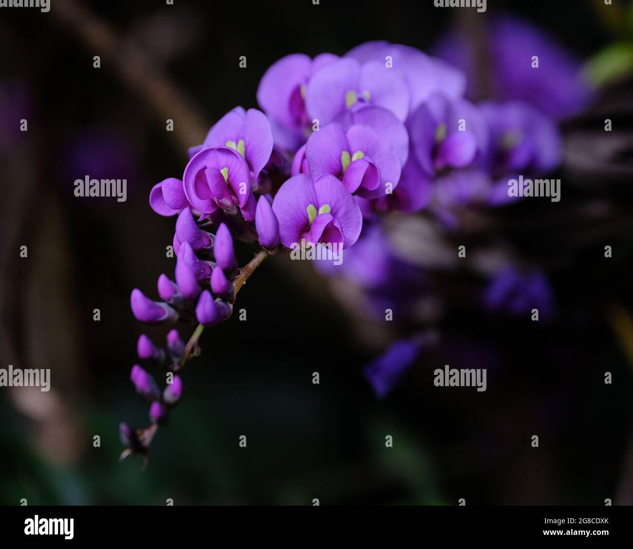Happy wanderer plant hi-res stock photography and images - Alamy