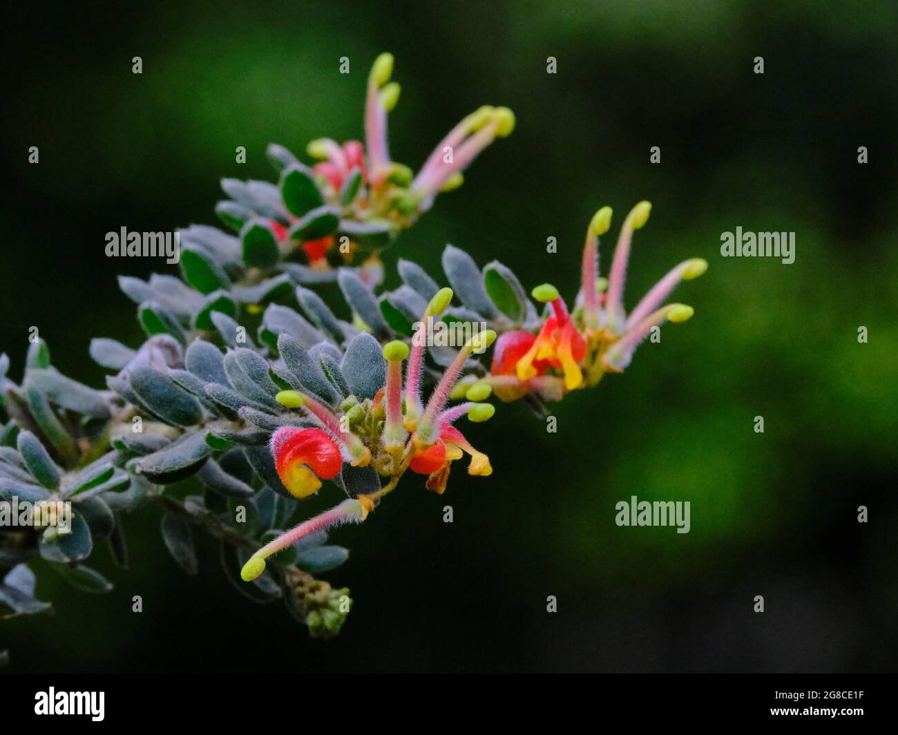 Cats claw plant hi-res stock photography and images - Alamy