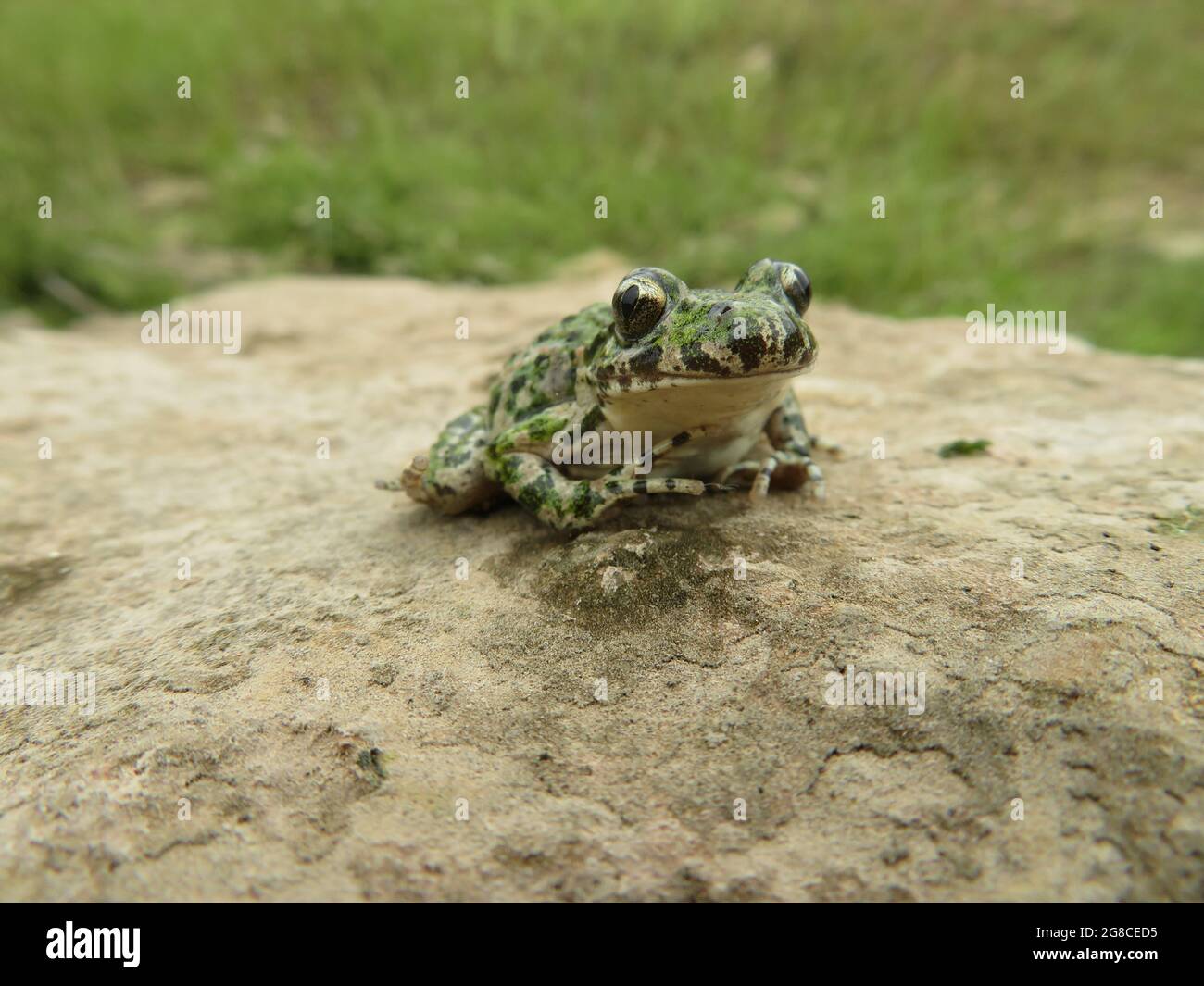 Common parsley frog, Pelodytes punctatus, in a stone Stock Photo - Alamy