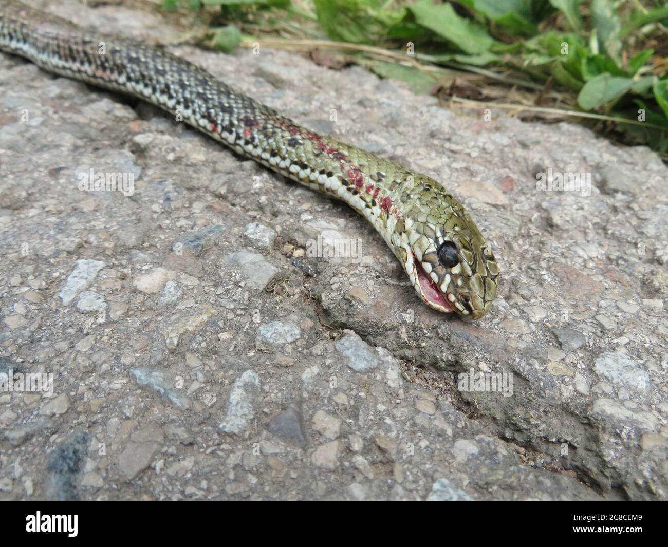 Opisthoglyphous hi-res stock photography and images - Alamy