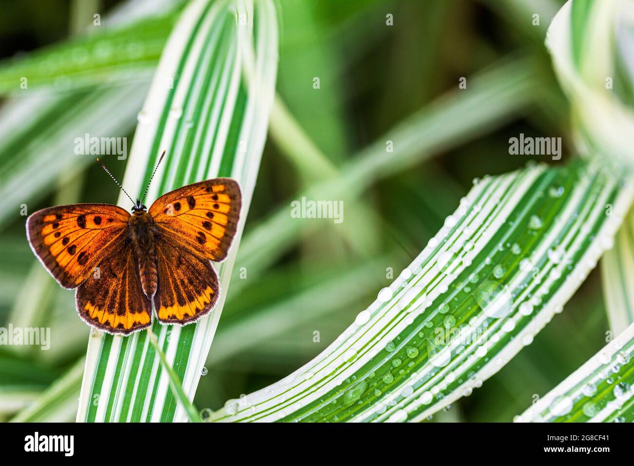 Multi eyed unpaired hi-res stock photography and images - Alamy