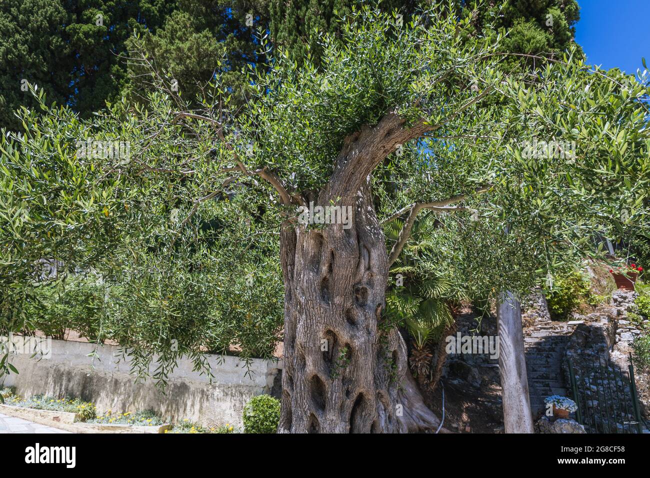 Corfu island olive tree hi-res stock photography and images - Alamy