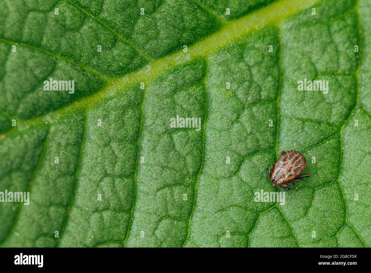 Dermacentor Reticulatus On Green Leaf. Also Known As The Ornate Cow ...