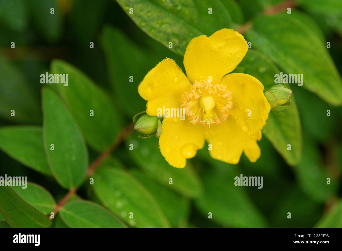 Hypericum yellow flower after rain Stock Photo - Alamy