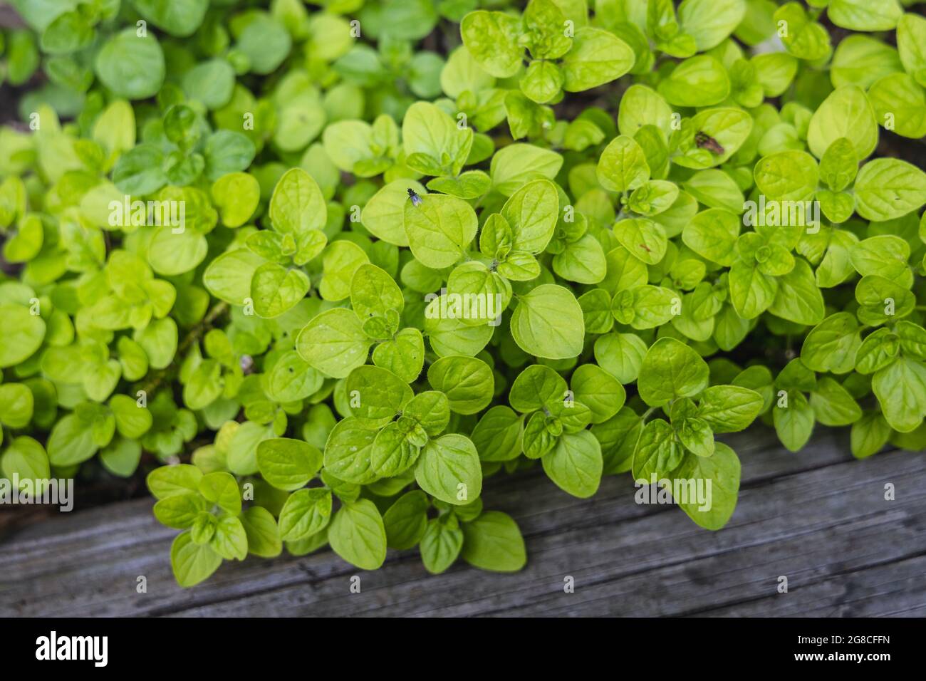 Oregano, latin name - Origanum vulgare plant Stock Photo - Alamy