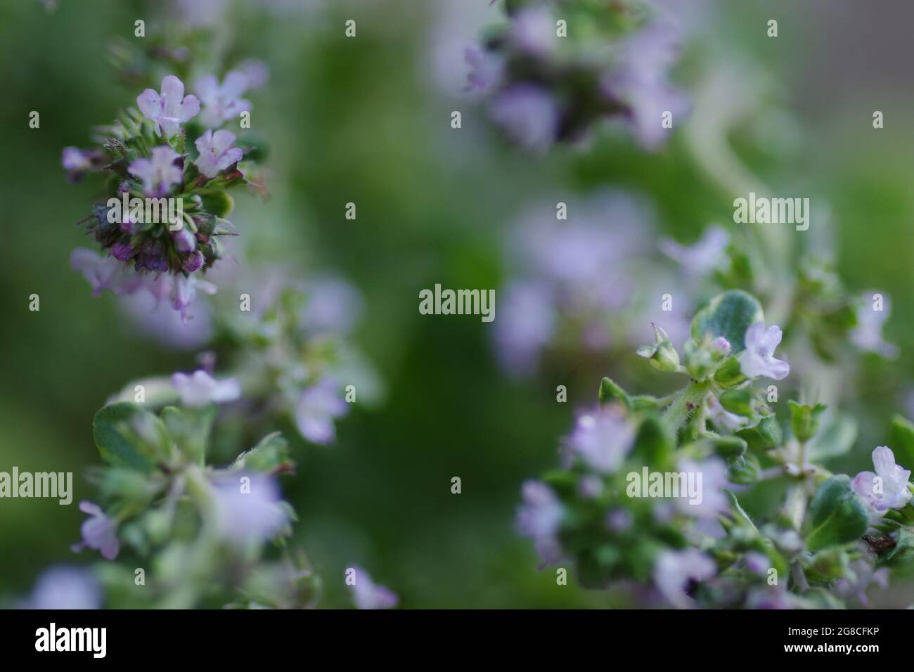 close up of several golden thyme (Thymus serpyllum 'Aurea' Stock Photo ...