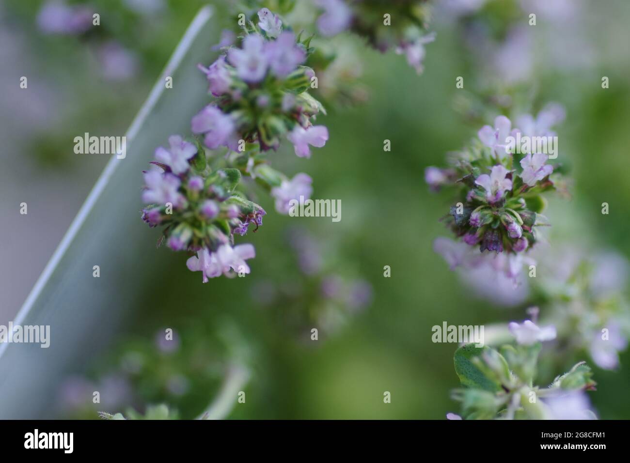 Thymus serpyllum aurea hi-res stock photography and images - Alamy