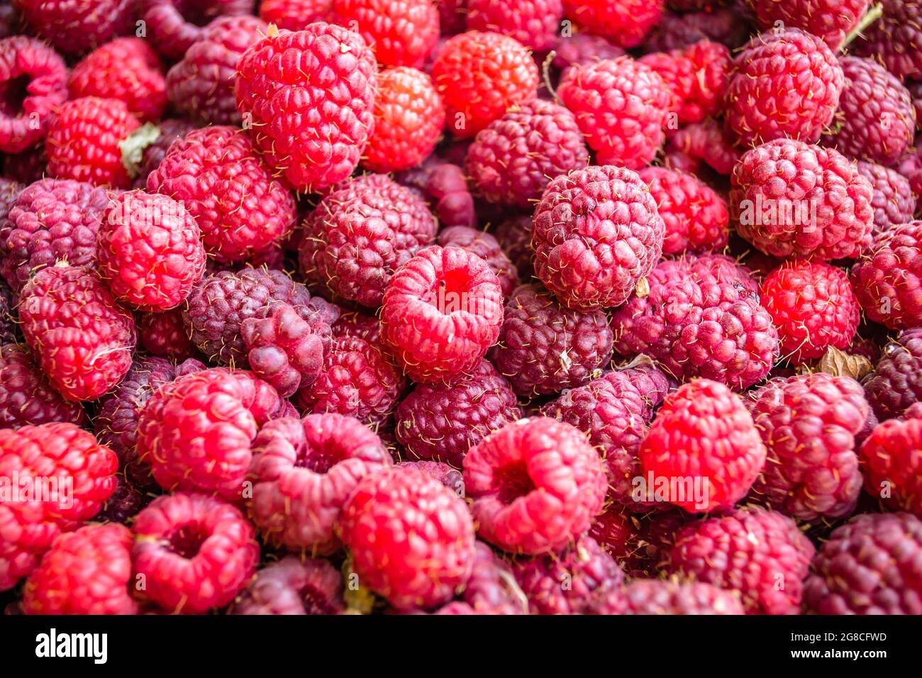 Harvested, red, ripe raspberry fruits, on a plantation - background ...