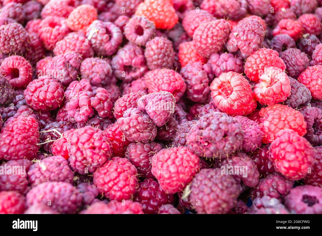 Harvested, red, ripe raspberry fruits, on a plantation - background ...