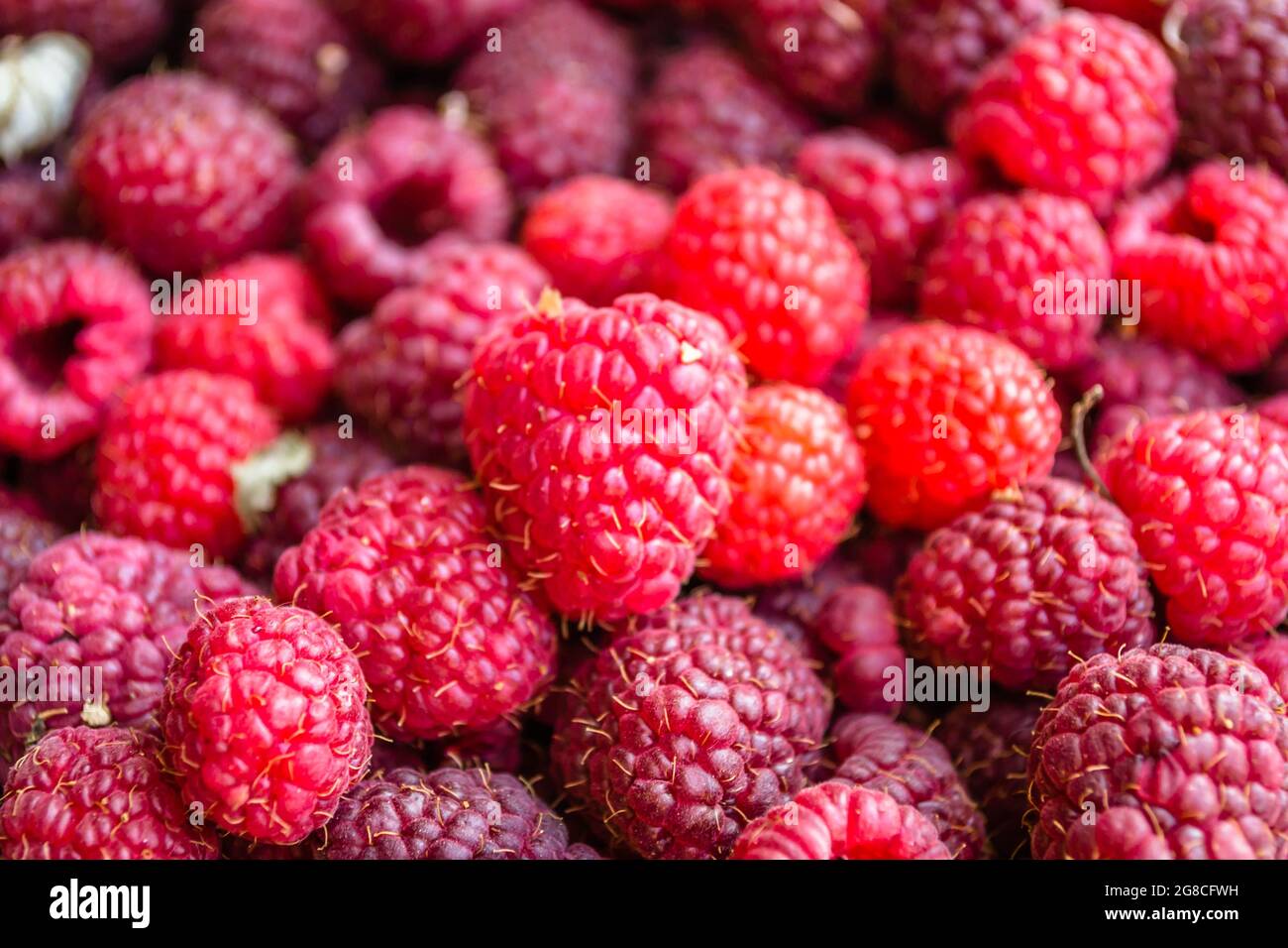 Harvested, red, ripe raspberry fruits, on a plantation - background ...