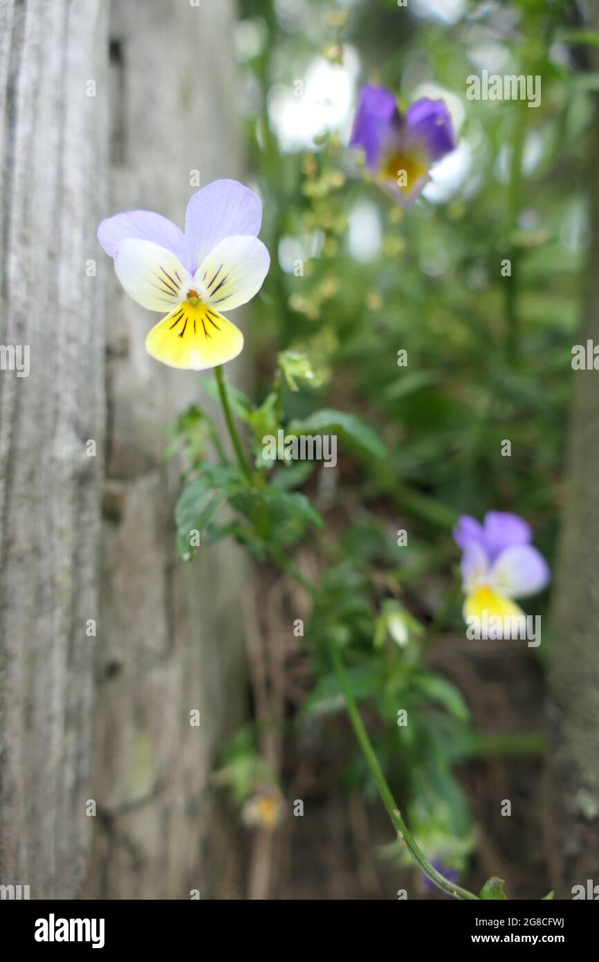 Wild pansies (viola tricolor), also known as heartsease or heart's ease ...